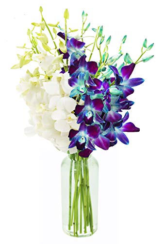 Amazon Best Sellers: Best Fresh Cut Orchids