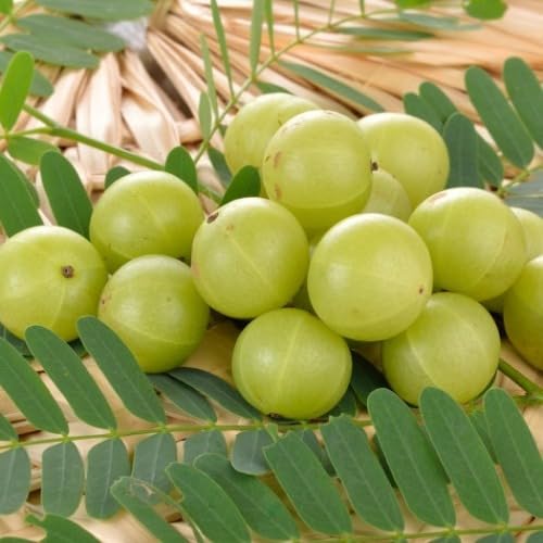 Original Amla Tree Plant for Home Garden - Grafted Amla Fruit Plant ...