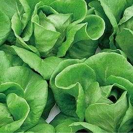 Amazon.co.jp: Vegetable Seeds, V Lettuce & Salad Vegetable Mixed, 200 ...