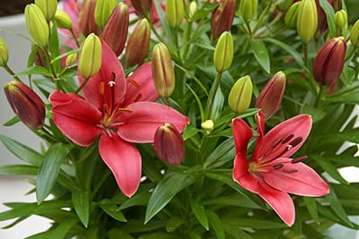Lilium Flower Bulbs (Red 5) : Amazon.in: Garden & Outdoors