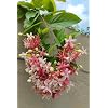 Madhumalati - (Rangoon Creeper Flower) - 1 Plant -Climbing - Decorative ...