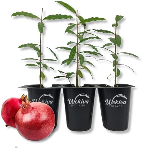 Amazon.com : Variety Pack Fig Tree - 2 Live Tissue Culture Starter ...
