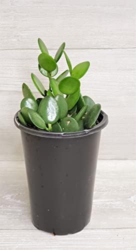 Amazon.com : Rare Full Silver Dollar Plant/Xerosicyos Danguyi/String of ...