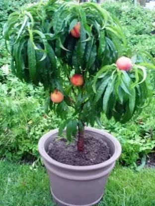 Cloud Farm Exotic Live Grafted Plum (Aalu bukhara/Aloo bukhara ...