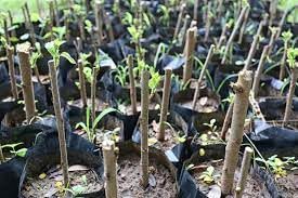 Rrk Nochi plant steam,nirgundi steam cutting wood for planting(5pcs ...