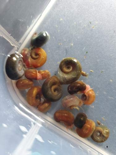 Amazon.com: 5+ Baby to Adult Assorted Ramshorn Snails - Veteran Owned ...