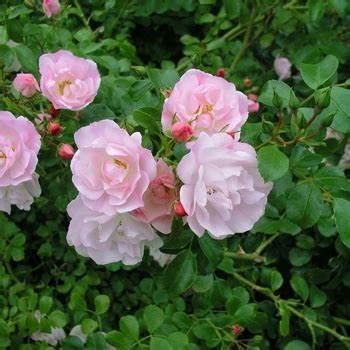 Mphmi Live Plant Nursery NCR Plantslive Miniature Floribanda Rose ...