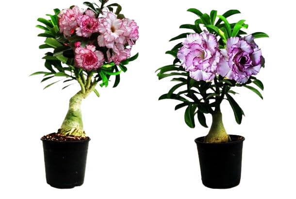 Adenium plant grafted different colour - Beutiful Flower For Your ...