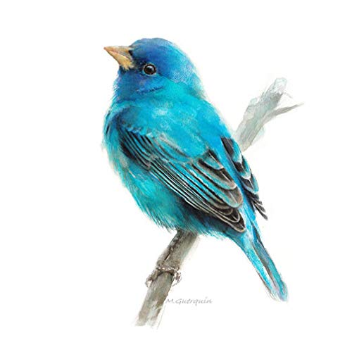 Indigo Bunting Nest Box