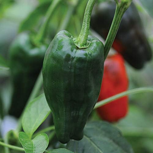 Chilli Pepper 'Padron' Seeds Half Hardy Annual Vegetable Garden Plants ...