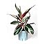 Amazon.com: Ficus Tree Four Pack Indoor Plants Live Houseplants - Live ...