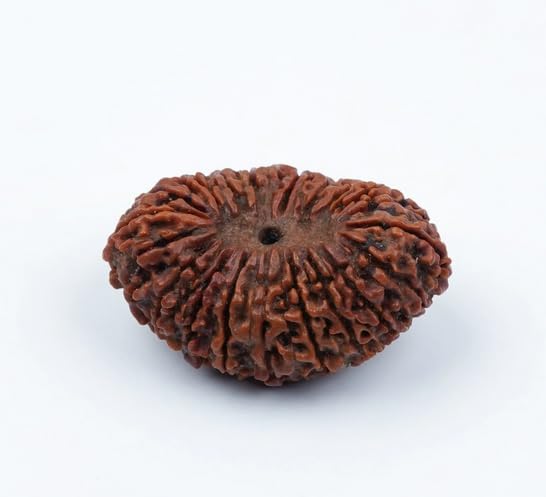 Beauty Gems Rarest 19 Face Rudraksha Original Certified १९ मुखी ...
