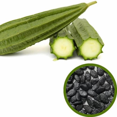 SREE Ridge Gourd Seed, Turai, Tura Luffa, Jhinga Vegetable Seed - Pack ...