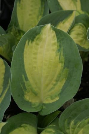 Amazon.com: 'Popcorn' Hosta - Shade Perennial - Potted : Everything Else
