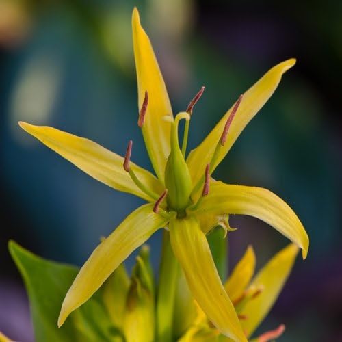 Gentiana lutea - Genzian amarilla - Spg - Semi : Buy Online at Best ...