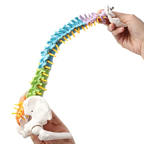 Snapklik.com : MIIRR Mini Color Spine Anatomy Model, 16.5" Human Spine ...