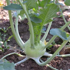 Creative Farmer Vegetable Seeds Noolkol Seeds - Kohlrabi ?Seeds Seeds ...