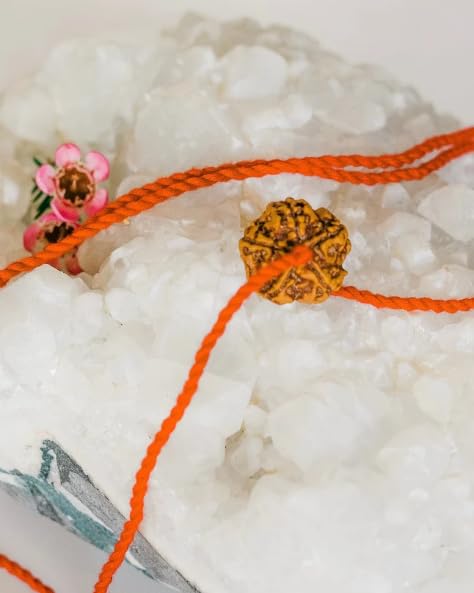 Gemstone Gallery Panchmukhi Rudraksha Original Natural 5 Mukhi ...