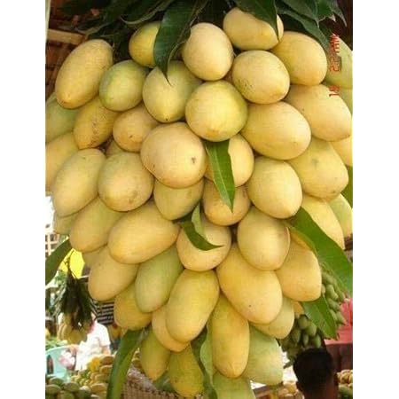 Creative Farmer Live Plant Banganapalle Mango Benishan/Banganapalle ...