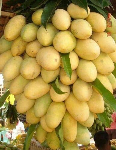 Creative Farmer Live Plant Banganapalle Mango Benishan/Banganapalle ...