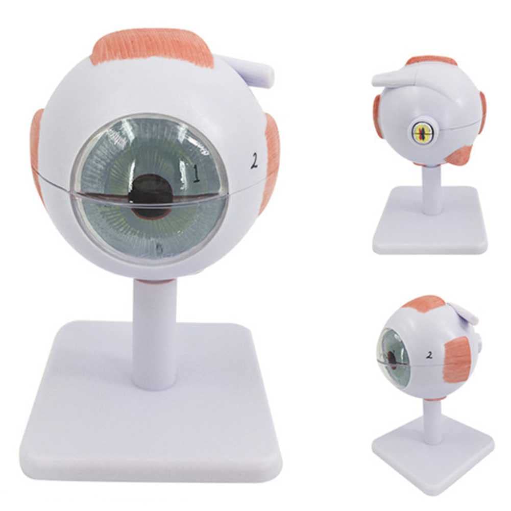 Teaching Model Eyeball Model Anatomy 3x Enlarged Eye Anatomy Model ...