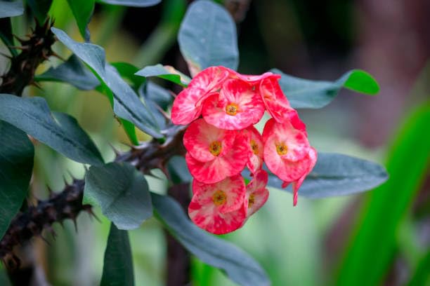 Branded Euphorbia mili flower plant with Flower For Home Garden Pack of ...