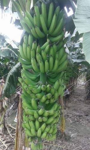 Pack Of 2 Grand nine G9 Banana Fruit Plant Kela Tree Live Plant ...