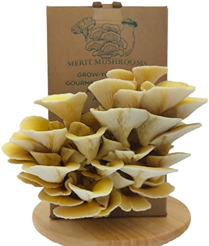 Merit Mushrooms - Large Lion's Mane Mushroom Growing Kit | Ready-to ...