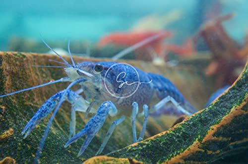 Best Full Grown Blue Crayfish for Freshwater Aquariums – Aquariumistics ...