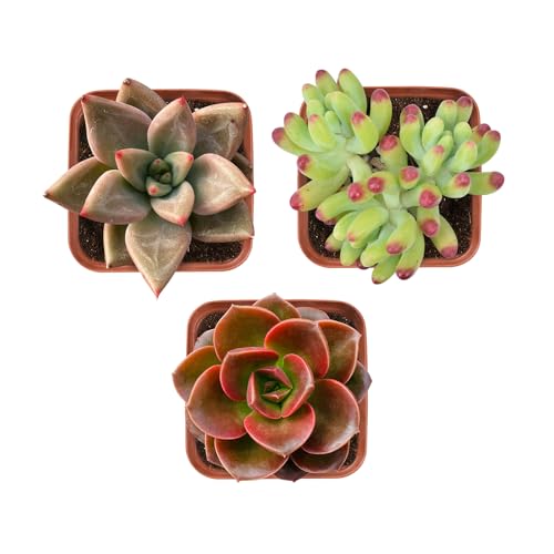 Best Plug Succulent Plants for a Low-Maintenance Garden - Totally Reviewed