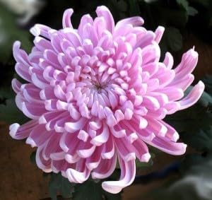 AP GARDEN Chandramallika Flower Plant "Chrysanthemum" Guldaudi, Samanti ...