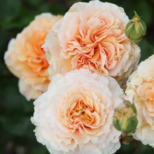 Amazon.com : Heirloom Roses Rose Plant - Welsh Gold™ Orange Rose Bush ...