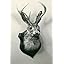 Amazon.com: ART.COM Wall Art Print Stuffed Jackalope, 12" x 18 ...