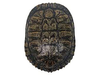 7-8" Red Ear Turtle Shell (227GS-0708) 10UB : Amazon.ca: Musical ...