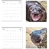 Bduttlefish Moo Deng Calendar 2025,Funny Hippo Wall Calendar,Moo Deng ...