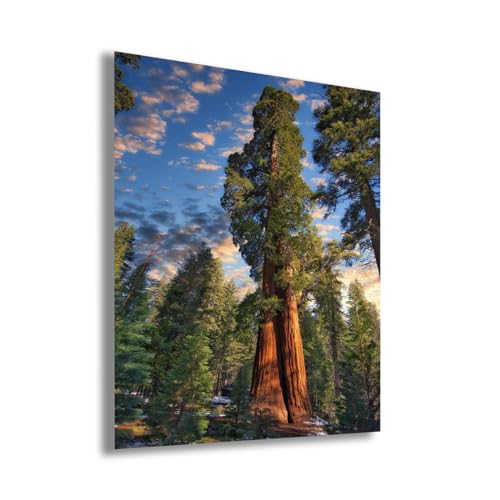 Amazon.com: Giant Sequoia Wall Art Photo Print, National Park Decor ...