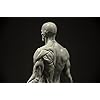Male Anatomy Figure: 11-inch Anatomical Reference for Artists (Grey ...