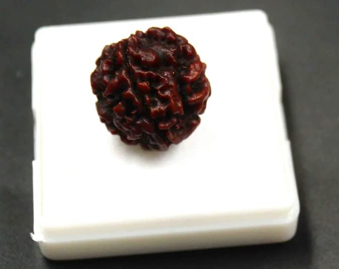 DeepMines Eka Mukhi Rudraksha Seed for Worship A1 Grade Original Pure 1 ...