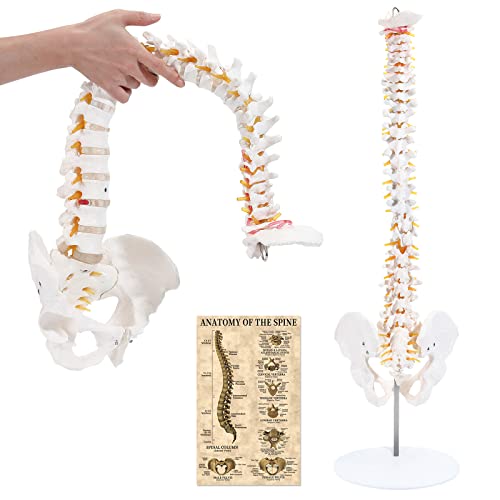 SKUMOD Life Size Spine Anatomical Model, 31" Flexible Anatomy - Want It All