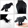 Amazon.com : Halloween Feathered Black Crows Realistic Feathered Crows ...