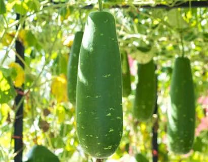 Calabash Seeds (34 per pack) : Amazon.in: Garden & Outdoors