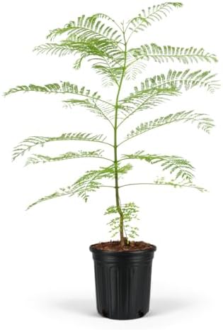 Amazon.com : Jacaranda Mimosifolia Live Plant - Easy to Grow Flowering ...