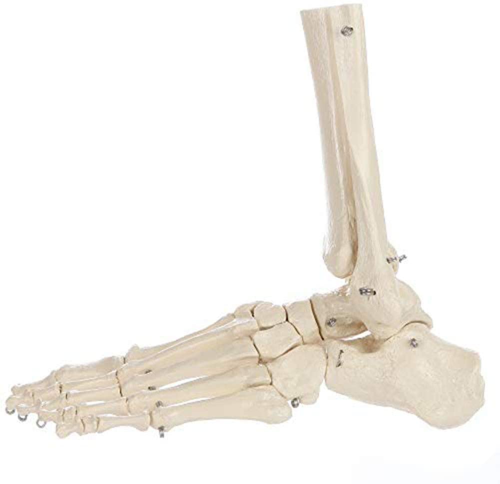Anatomy Model Human Foot Skeleton Medical Anatomical Foot Skeleton anatomy-model-human-foot-skeleton-medical-anatomical-foot-skeleton