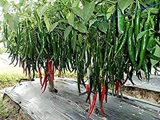 chilli seeds live plant seeds pack of 80 : Amazon.in: Garden & Outdoors