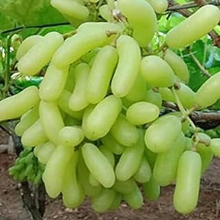 Very Rear Sweet Seedless Green Grapes(Pack Of-2)/Green Angur Healthy ...