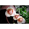 . 9 Tipi Rare Precious Cute Potted Peru Monkey Face Orchid Orchis ...