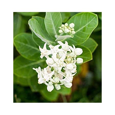 Plantazee Ayansh Plant Safed Aak Plant 20 Seed : Amazon.in: Garden ...