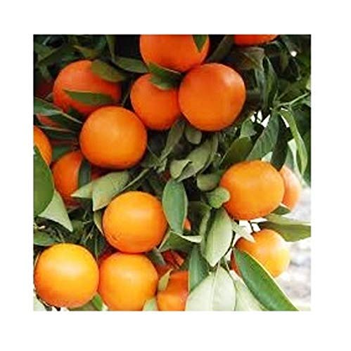 Sarika Nursery Indian Farms Live Malta/Kinnow/Kinnu Fruit & Fruit Plant ...