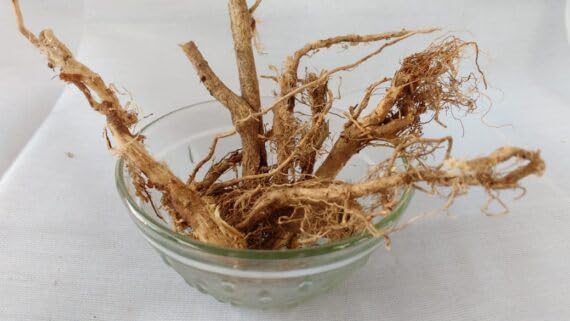 Acalypha Indica Fresh Roots for Cats - 50 Grams : Amazon.in: Garden ...