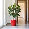 Amazon.com : EPFamily Ceramic Pot for Plants 12 Inch - Plant Pot Indoor ...